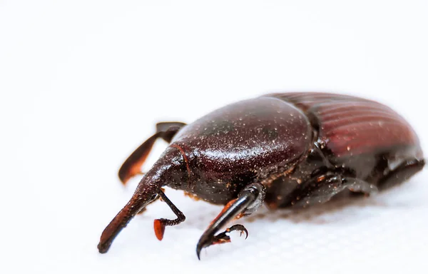 Beef beetle Stock Photos, Royalty Free Beef beetle Images | Depositphotos