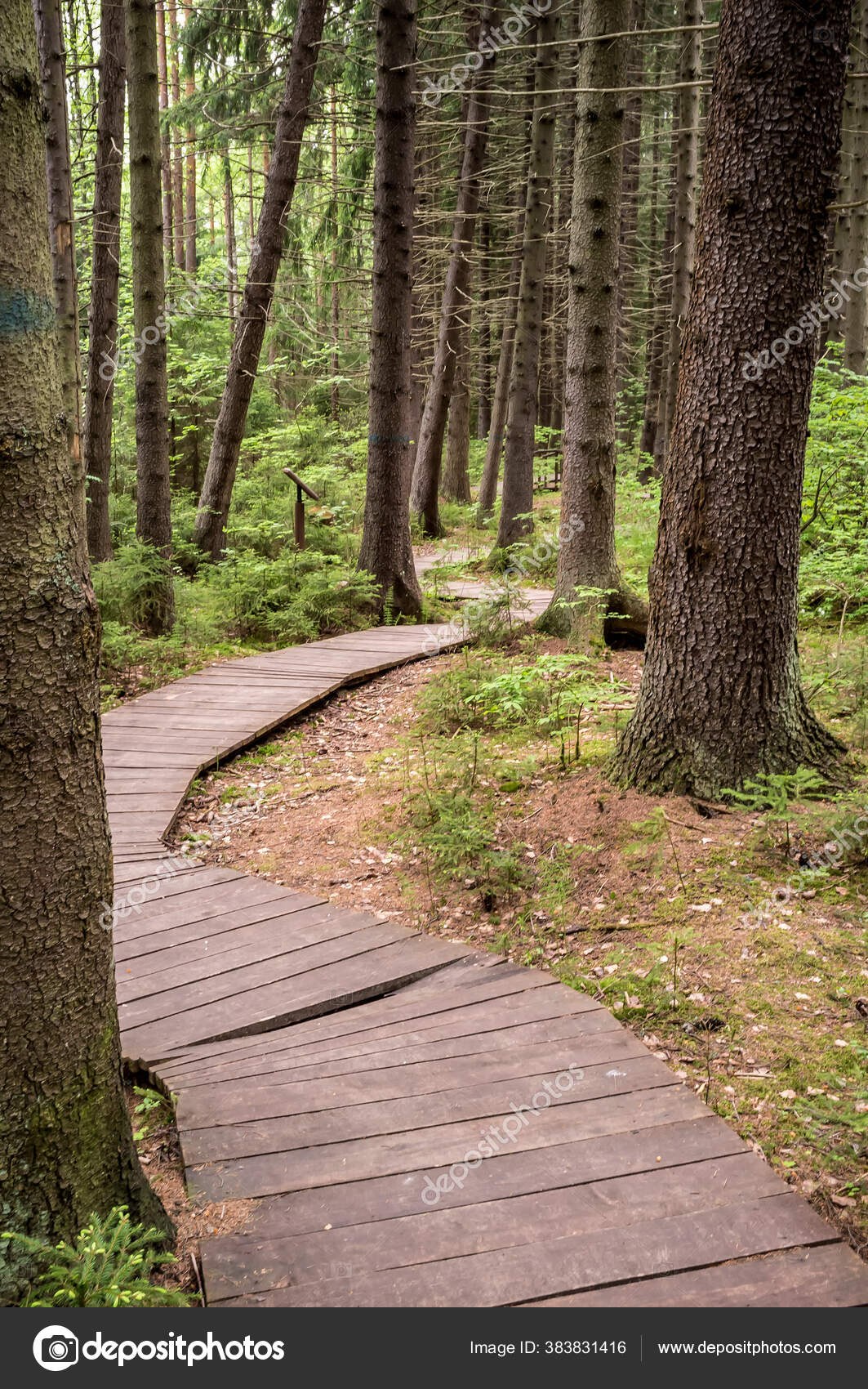 Ecological Path Made Out Wooden Planks Walk Summer Forest Vertical ...