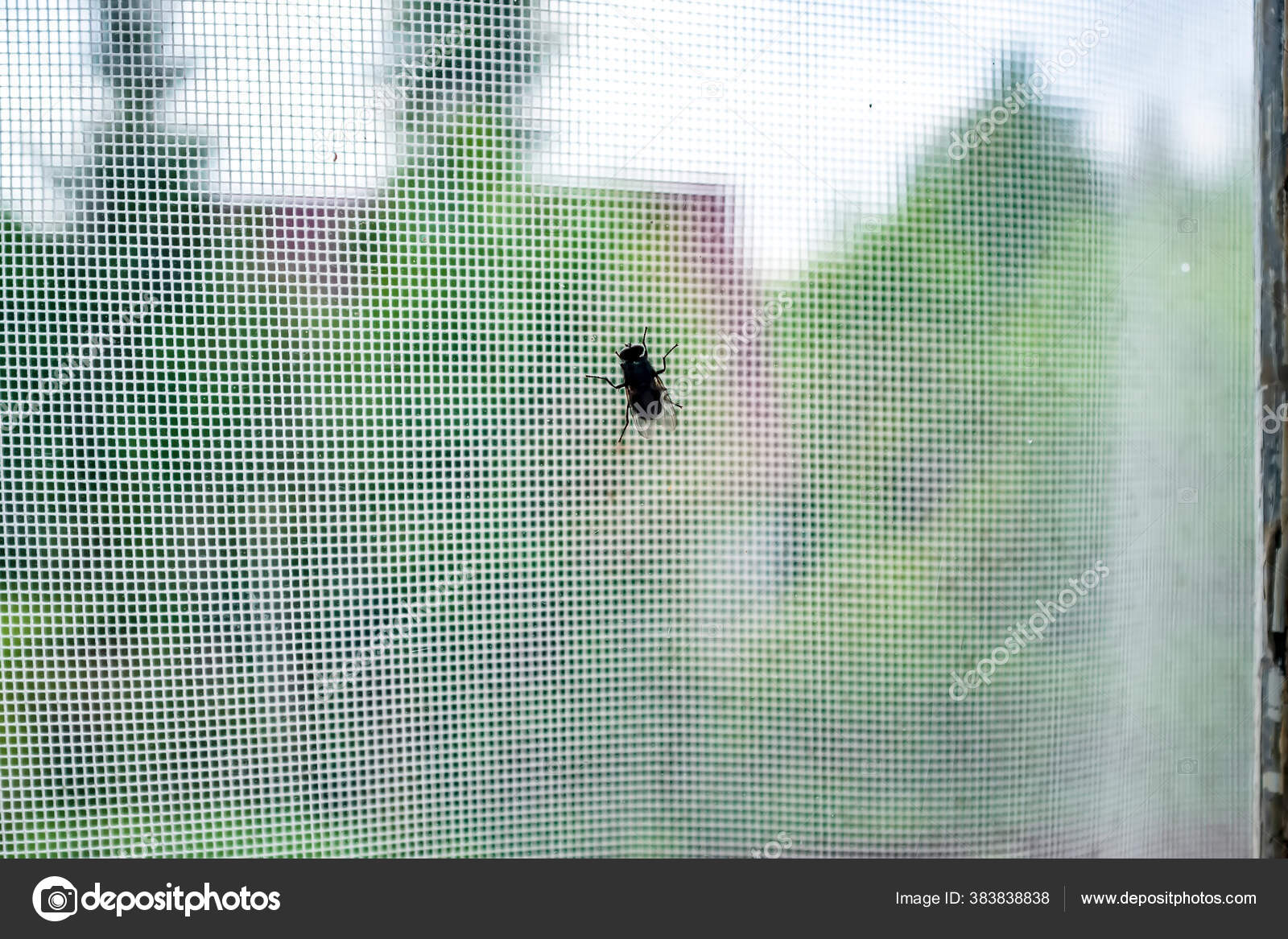 Fly Diptera Sits Window Glass Which Mosquito Net Countryside — Stock ...