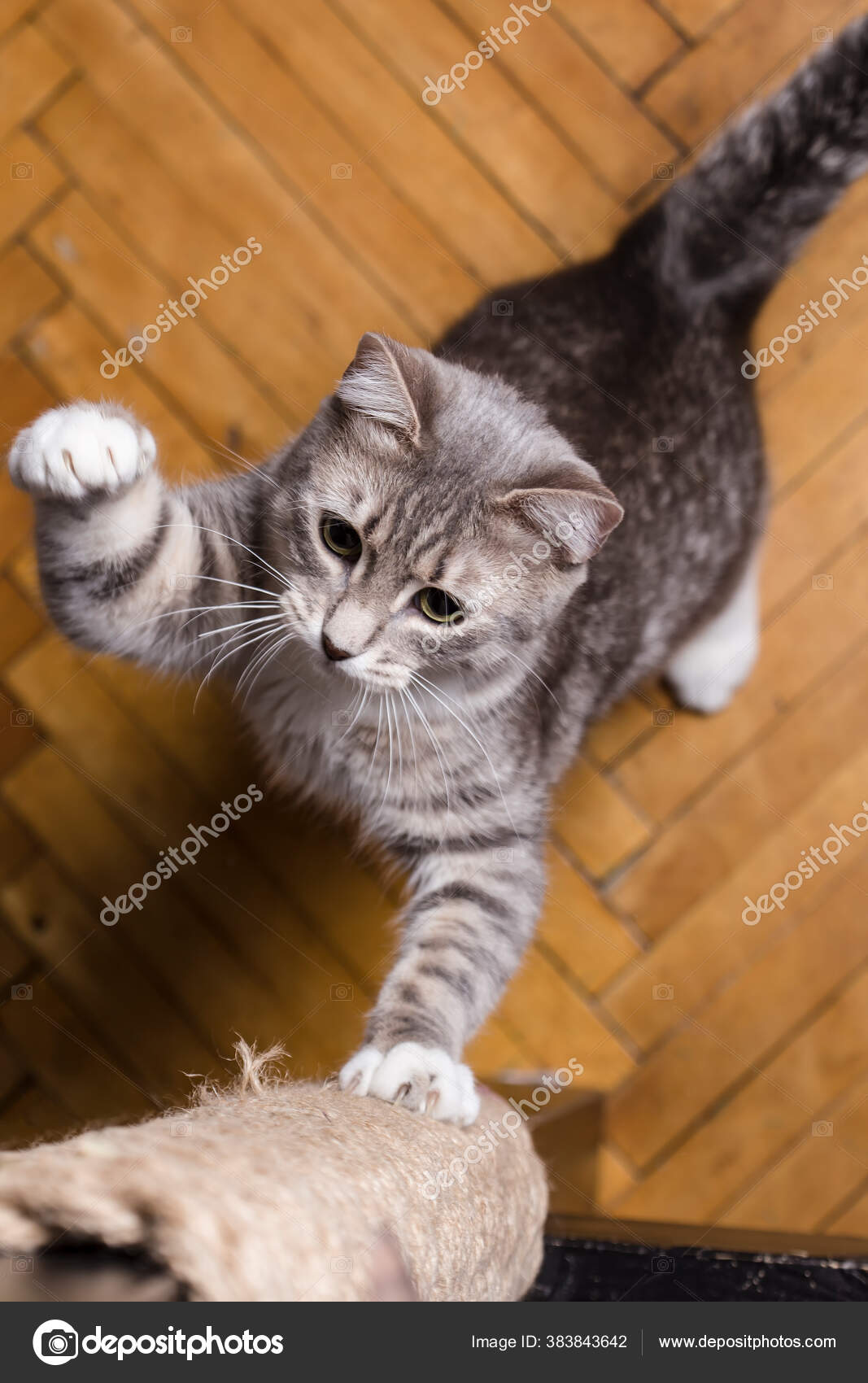 Cute Cat Playfully Sharpening His Sharp Claws Wooden Beam Wrapped ...