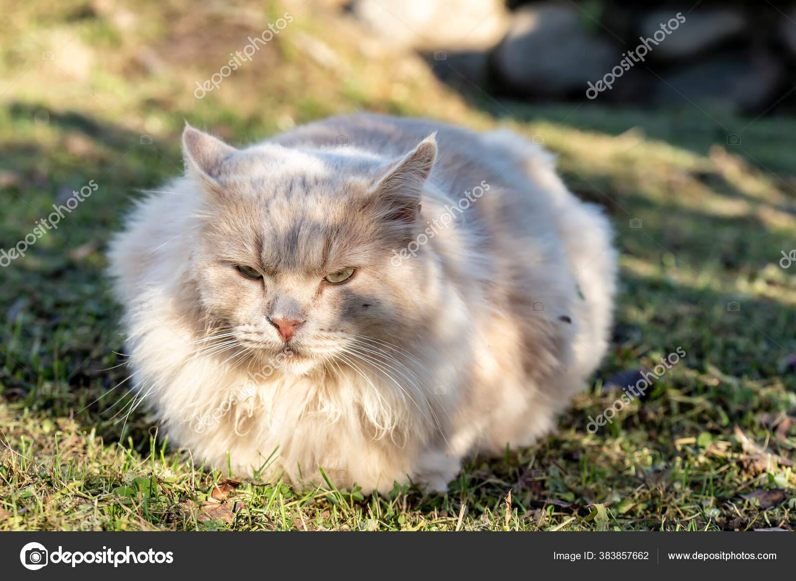 Large Beautiful Fluffy Peach Colored Cat Slumbers Well Groomed Lawn ...