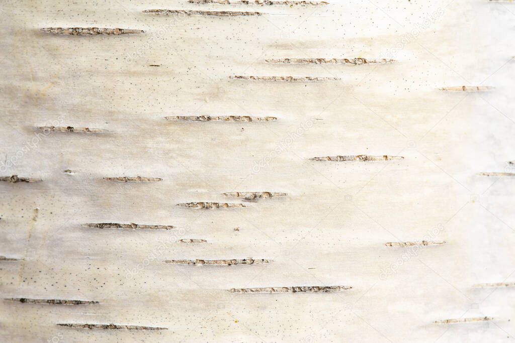 Textura de una corteza de abedul de un árbol joven. Macro. Fondo de ...