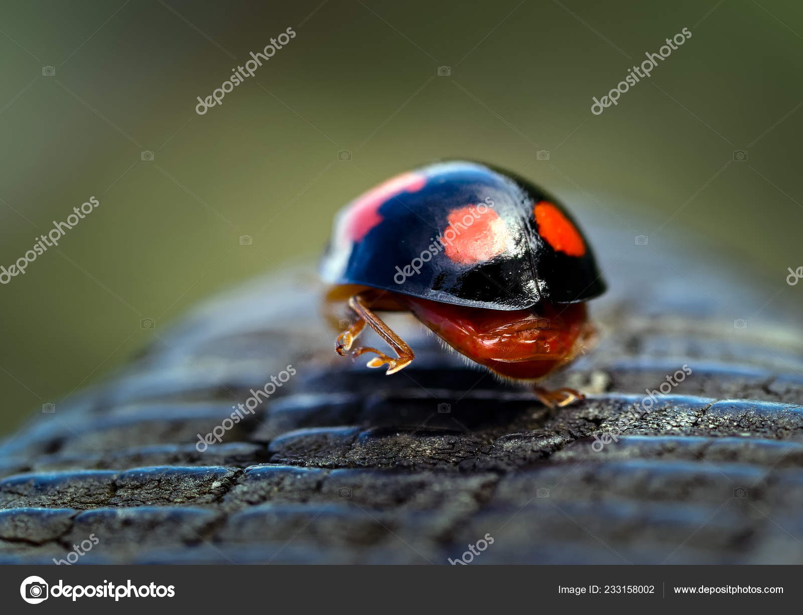 Metallic Blue Ladybug