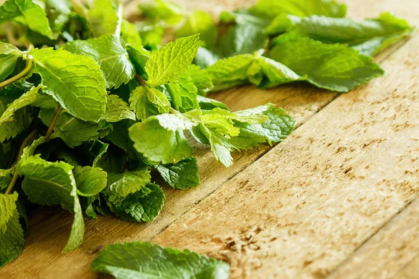 Stinging nettle Stock Photos, Royalty Free Stinging nettle Images ...