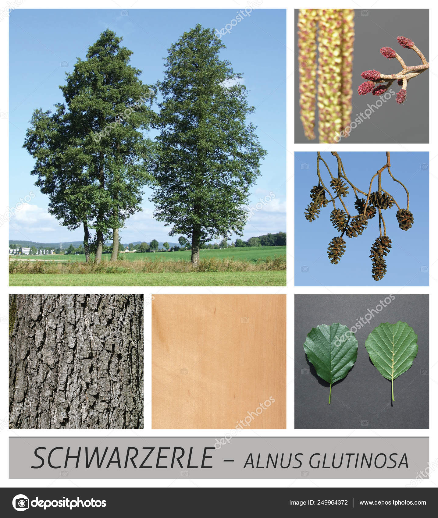 Aliso negro, aliso, alnus, glutinosa, rotenle, árbol, frutas, corteza ...