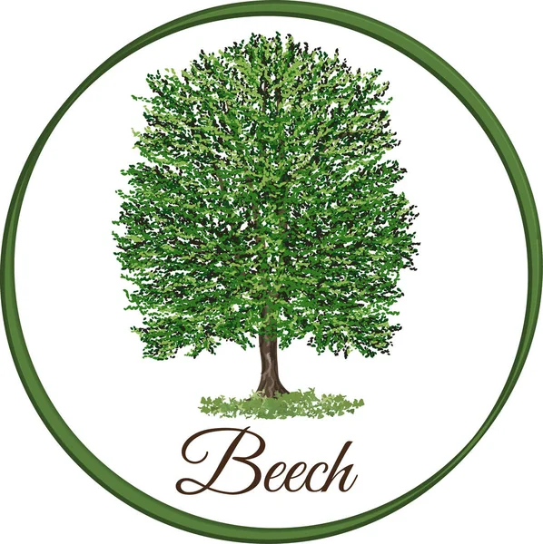 2,341 Beech tree Vector Images | Depositphotos
