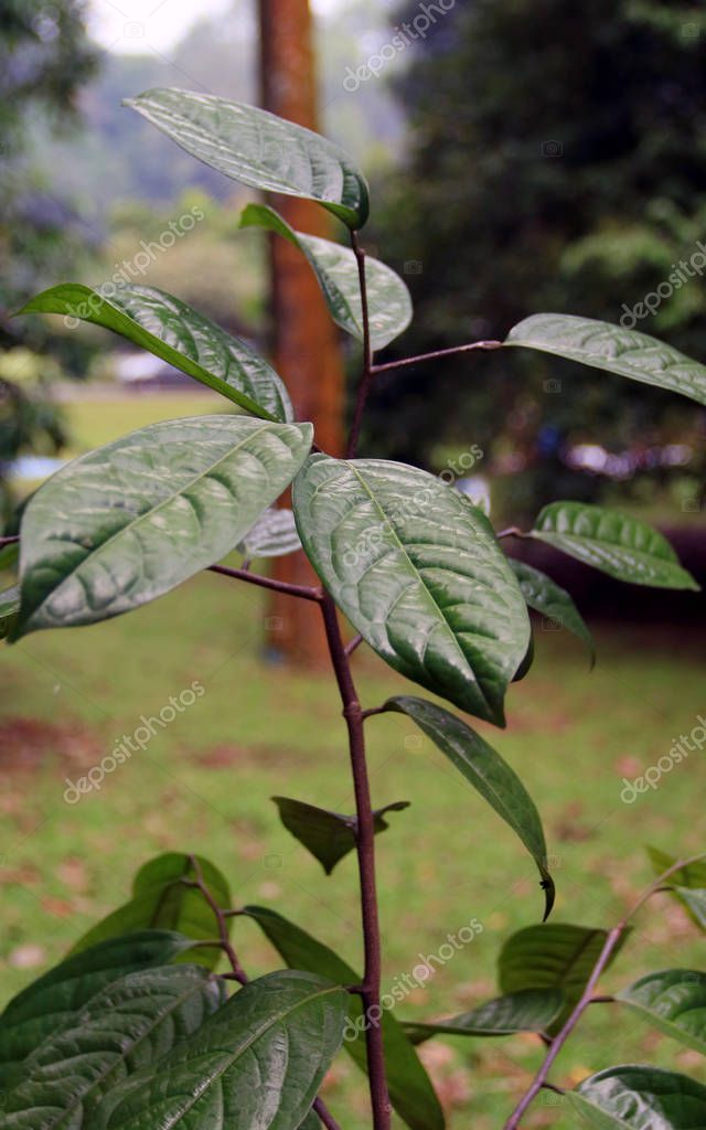 Kepel tree in Bogor Botanical Gardens, West Java, Indonesia. Planta ...