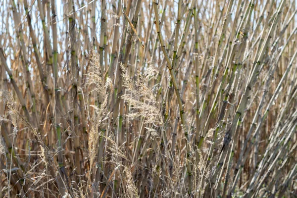 Beautiful reed Stock Photos, Royalty Free Beautiful reed Images ...