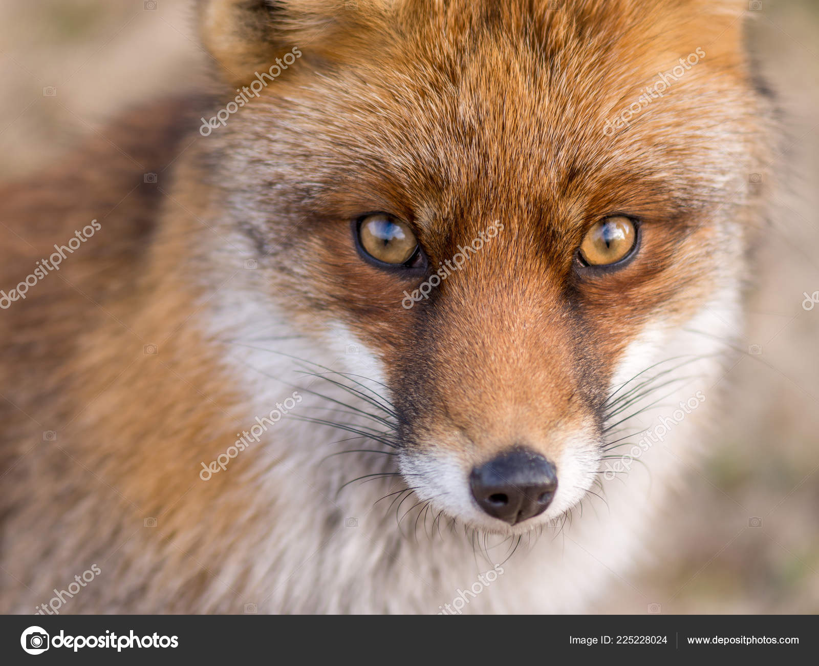 Red Fox Eyes
