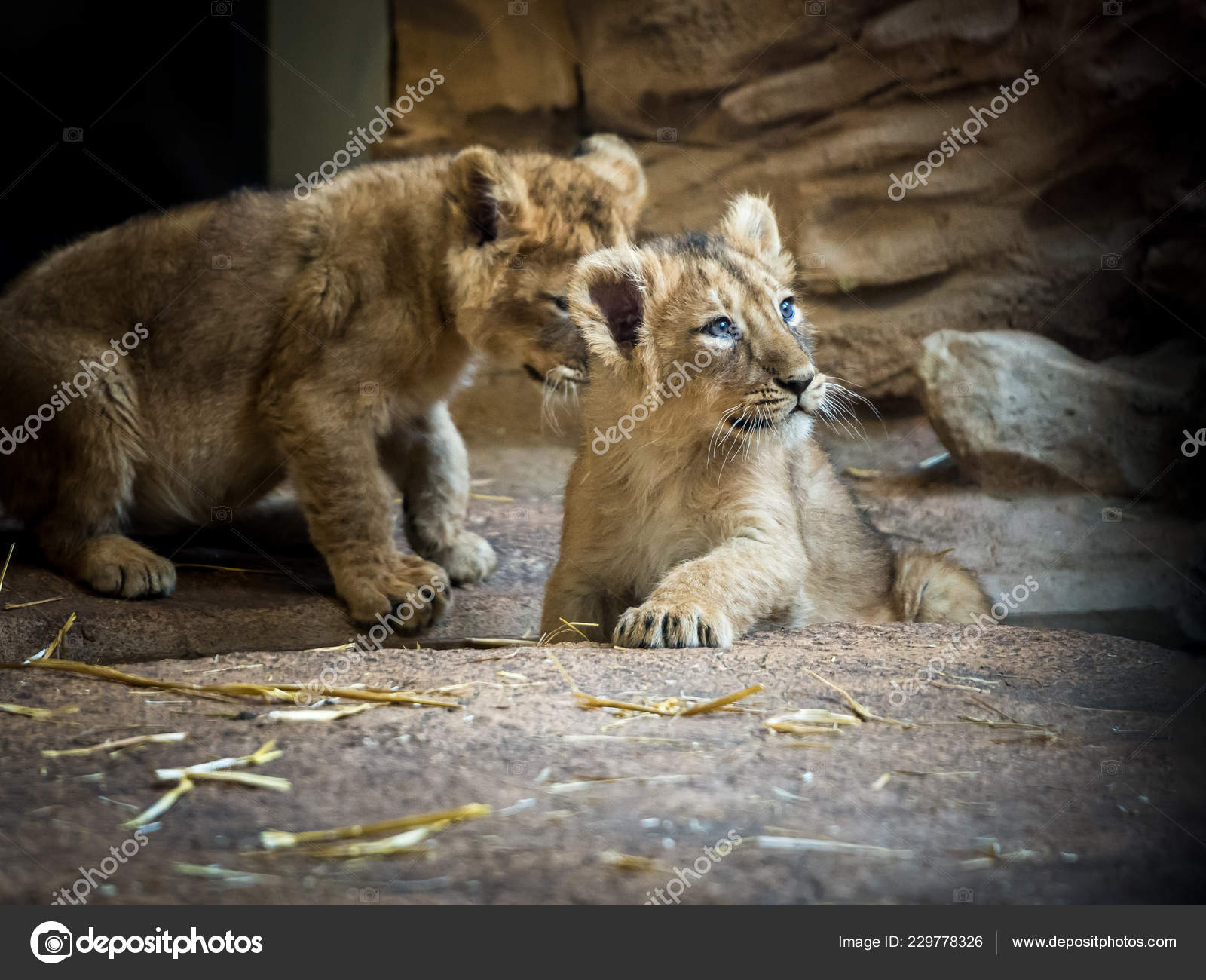 Curious Lion Playing Soft Background — Stock Photo © jaalbers #229778326