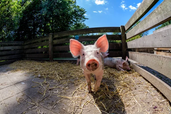 Cochons à la ferme images libres de droit, photos de Cochons à la ferme ...