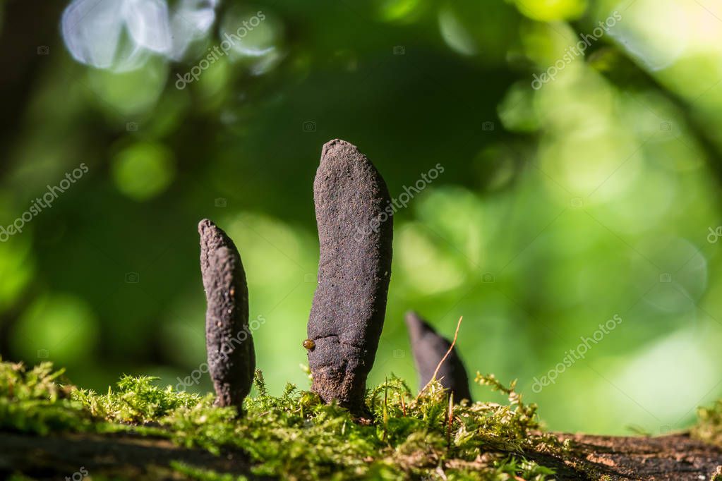 Seta negra - parásitos Xylaria polymorpha en el árbol caído. Dedos de ...