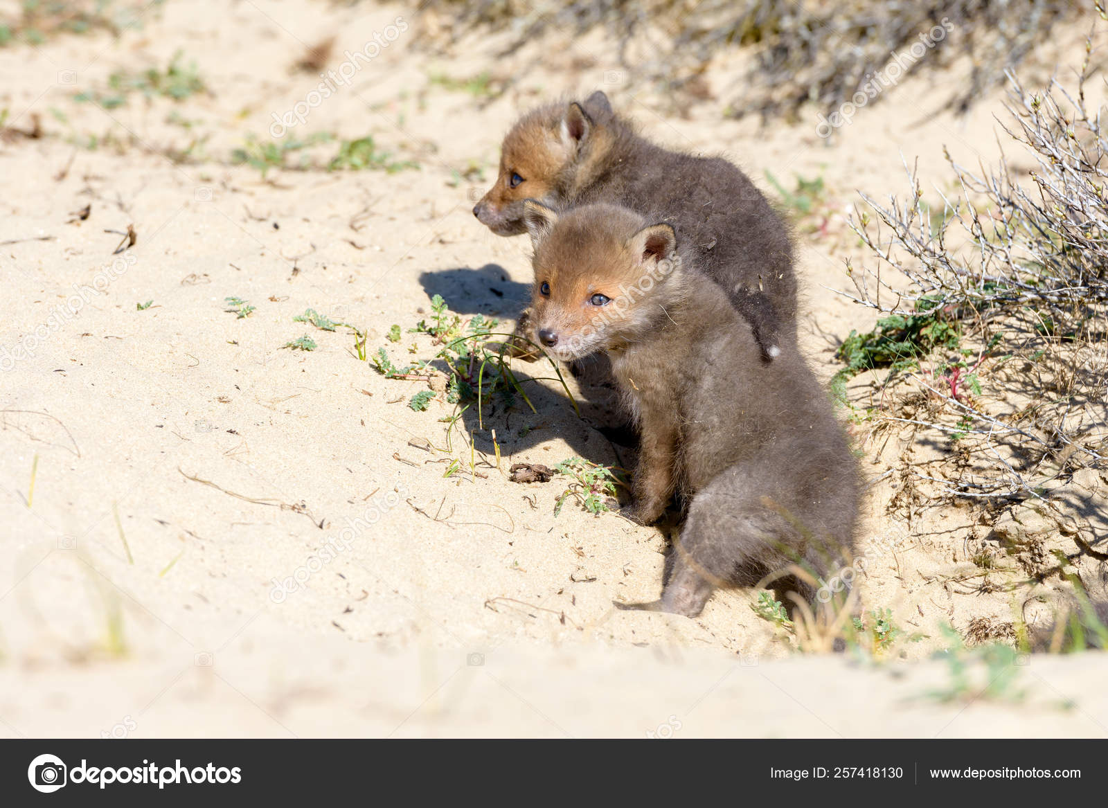 Tibetan Fox Pup