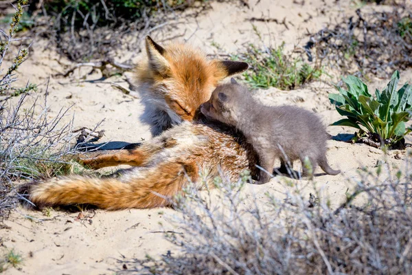 Two babies one fox comic图库照片、免版税Two babies one fox comic图片|Depositphotos