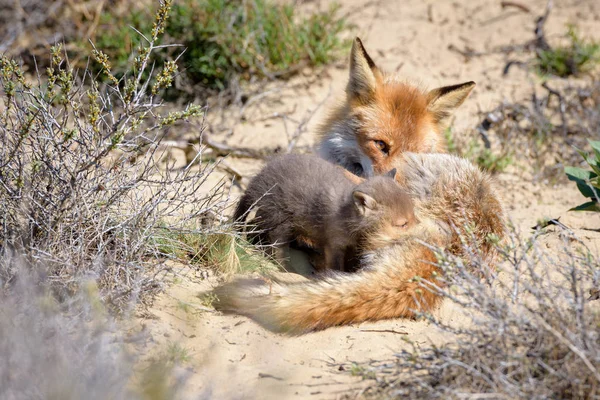 Fox cub Stock Photos & Royalty-Free Images | Depositphotos