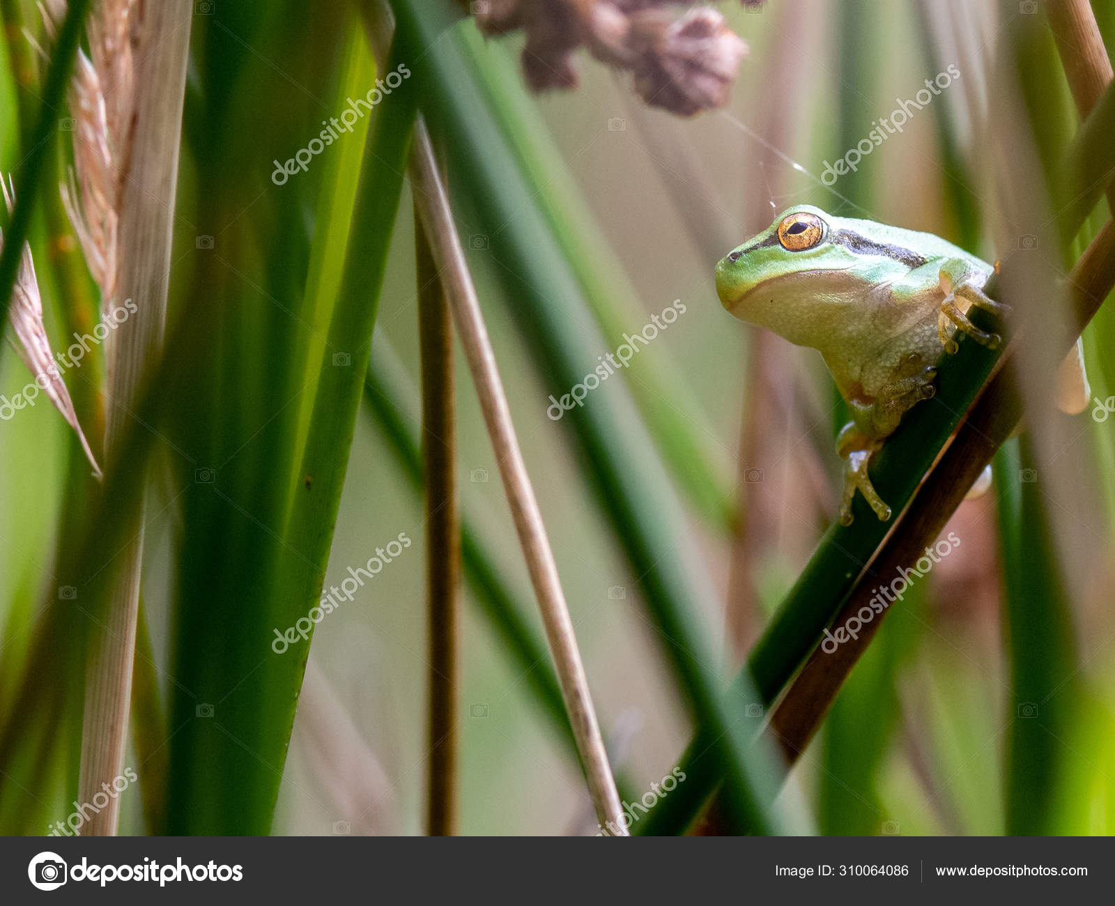 Green Tree Frog Natural Environment ⬇ Stock Photo, Image by © jaalbers ...
