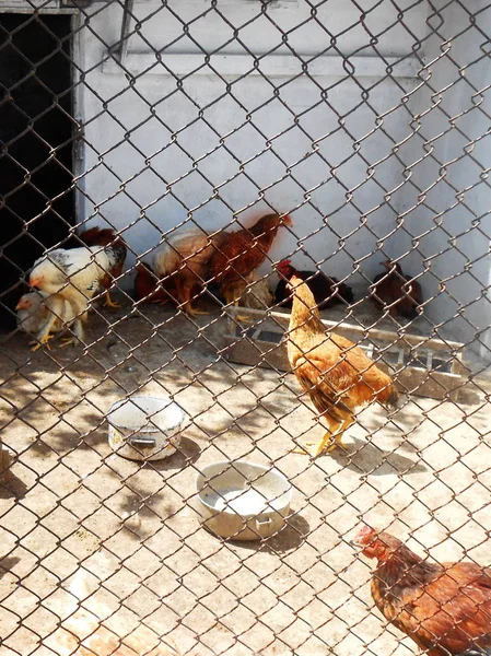 Chicken prison Stock Photos, Royalty Free Chicken prison Images ...