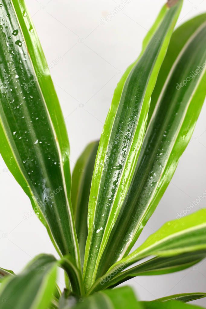 Dracaena deremensis en una olla con roc o gota de lluvia frescura de agua de cerca en una mesa ...