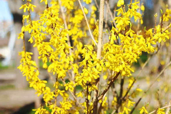 Yellow bush shrub forsythia with beautiful bright yellow flowers with ...