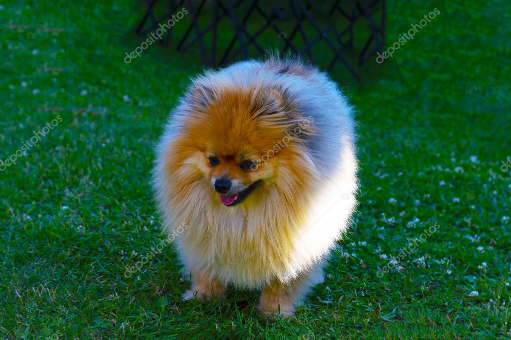 Un perro de raza Spitz en los rayos del sol poniente sobre el fondo de ...