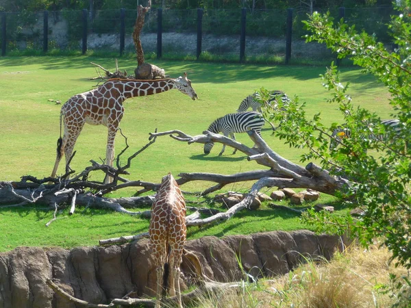 Largest zoo Stock Photos, Royalty Free Largest zoo Images | Depositphotos