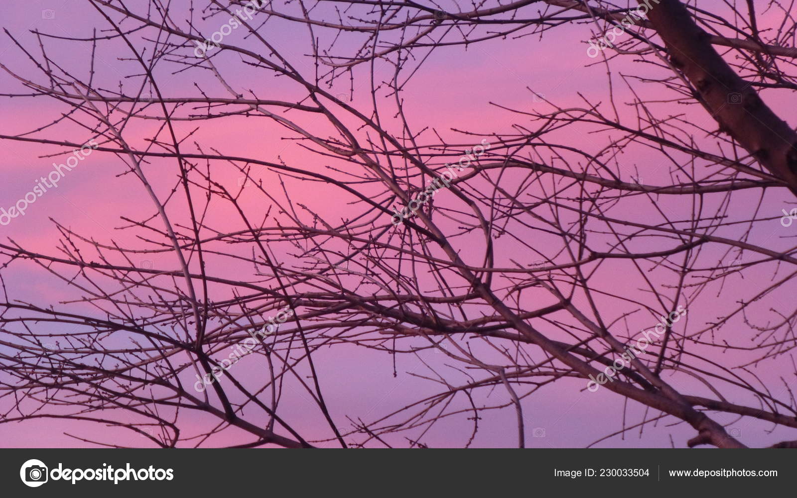 Tree Branches Pink Cloudy Sunset Sky — Stock Photo ...