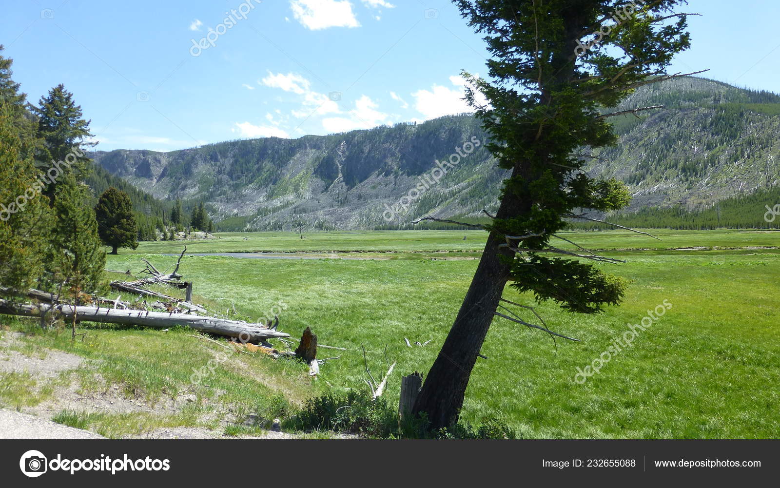 Amazing Nature Landscape Greenery Trees Stock Photo by ...