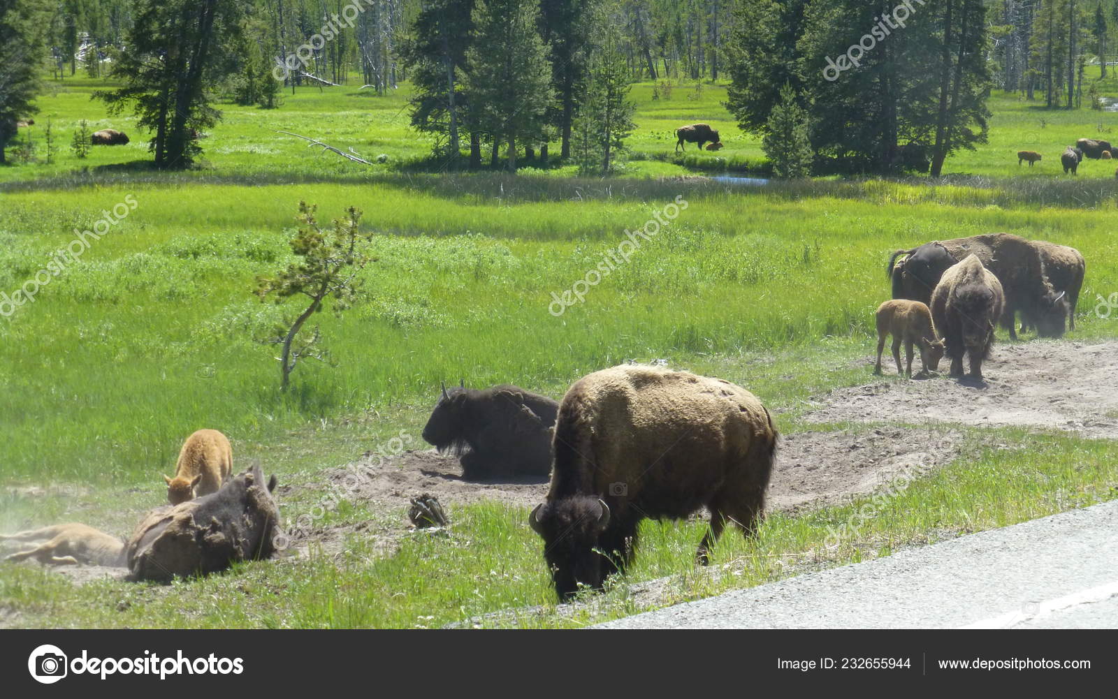 Amazing Nature Landscape Greenery Bison Stock Photo by ...
