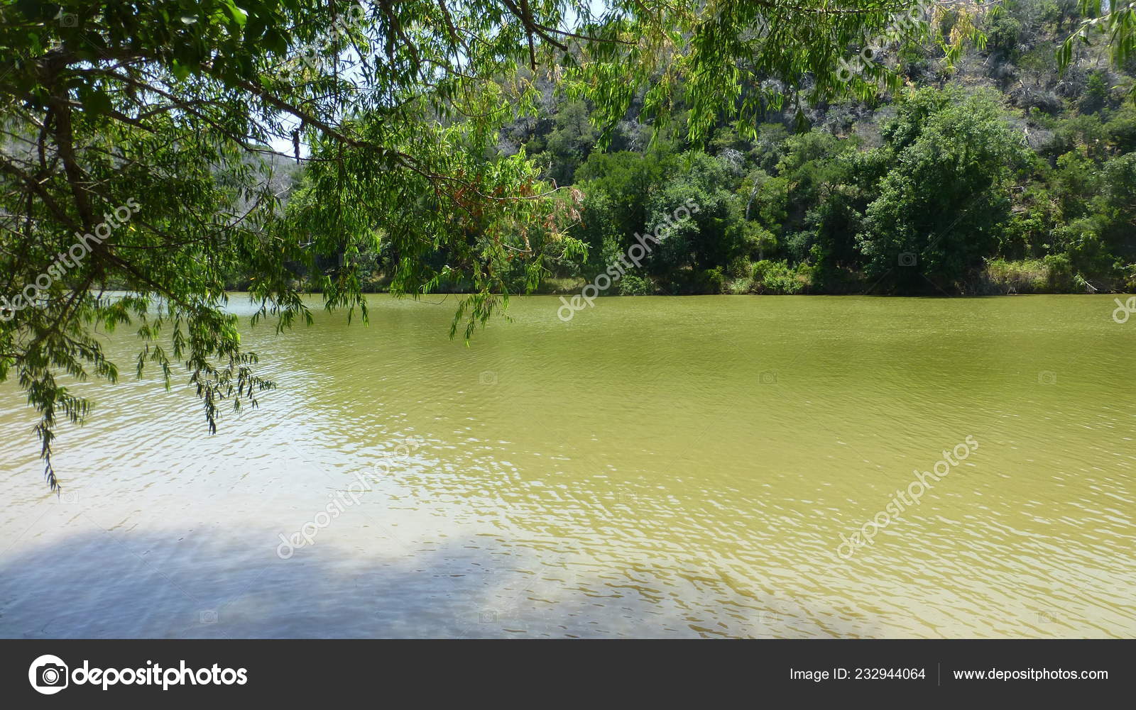 Amazing Nature Landscape Greenery Trees Stock Photo by ...