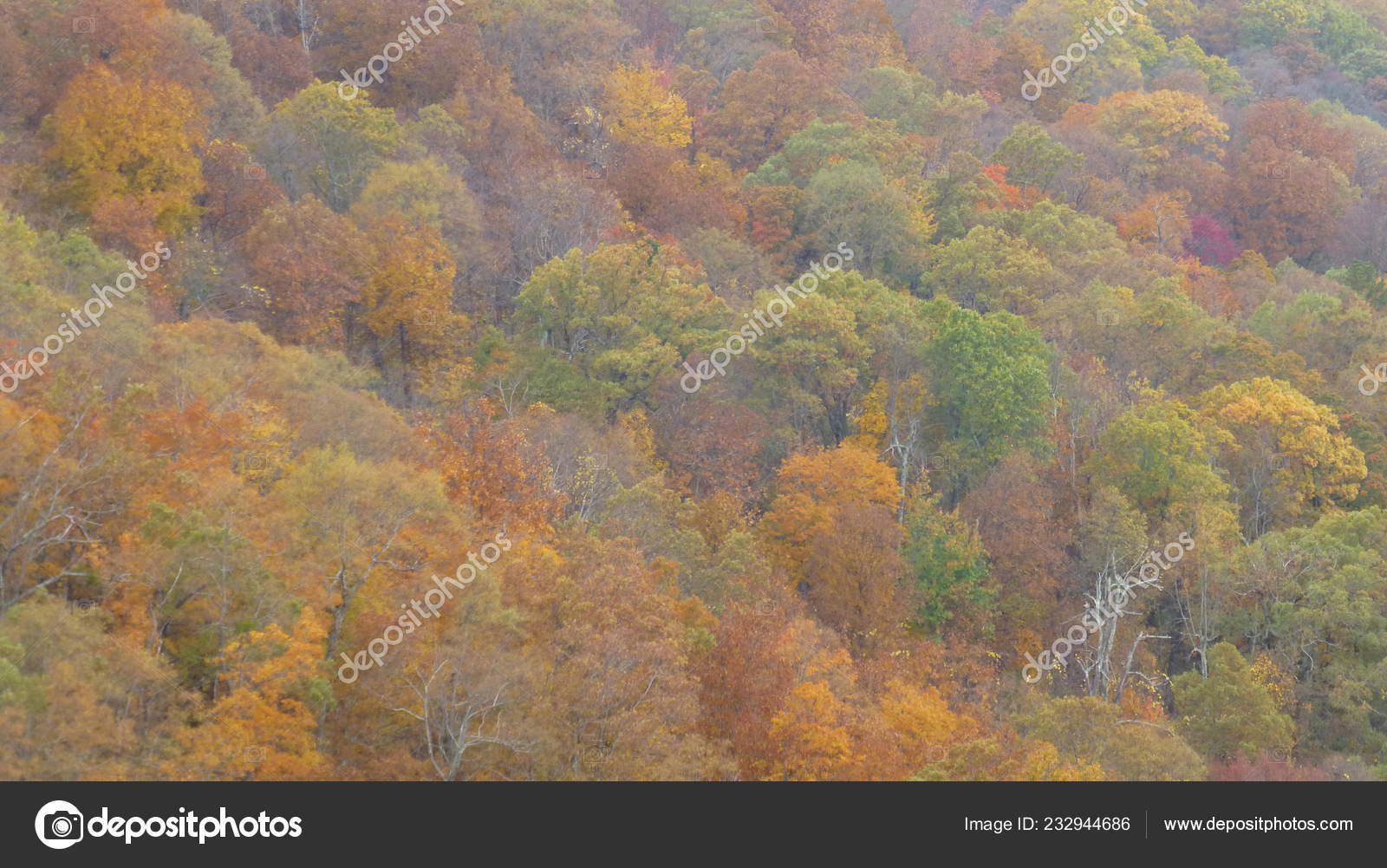 Amazing Nature Landscape Greenery Trees Stock Photo by ...