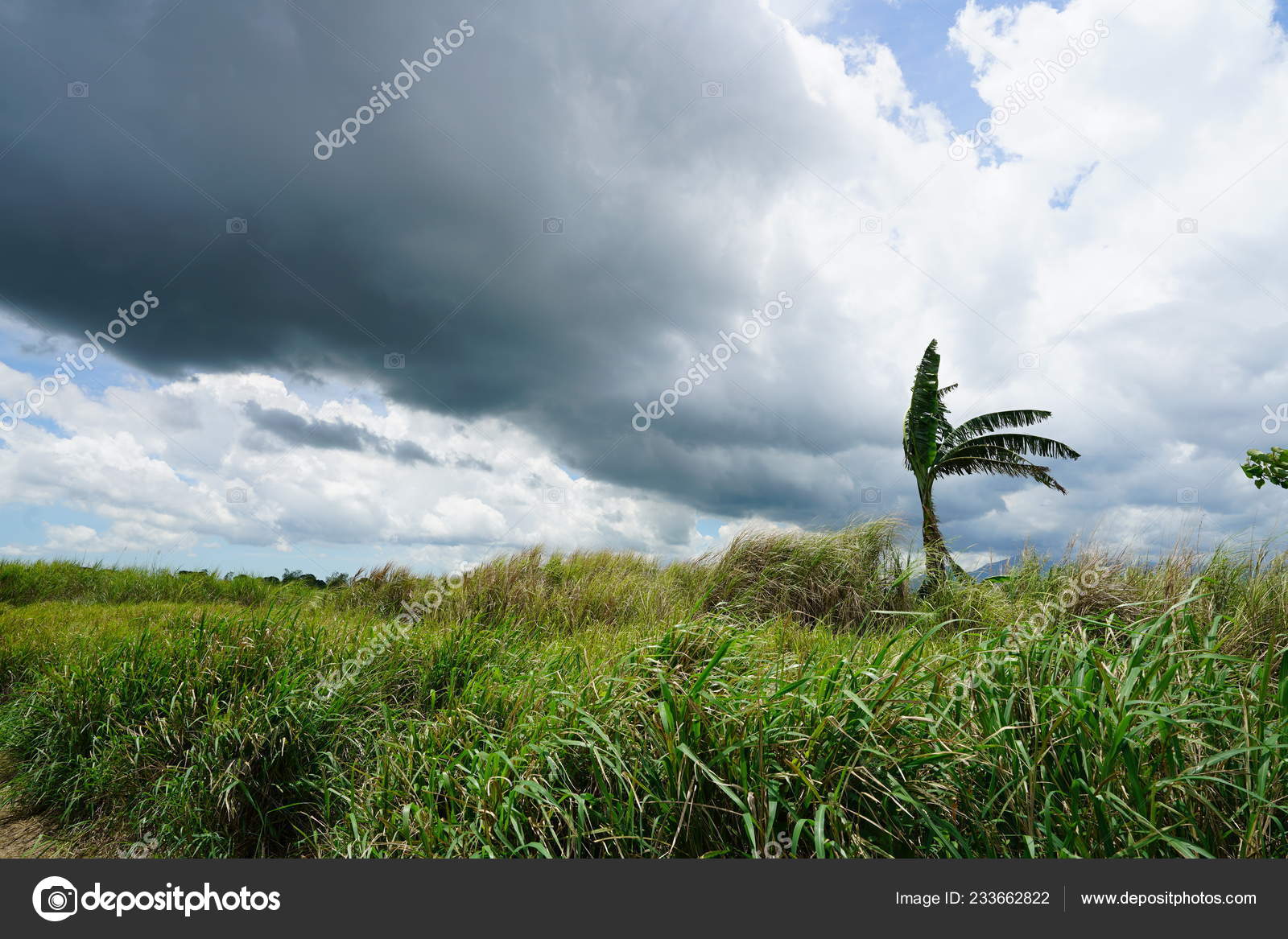 Amazing Nature Landscape Greenery Trees Stock Photo by ...
