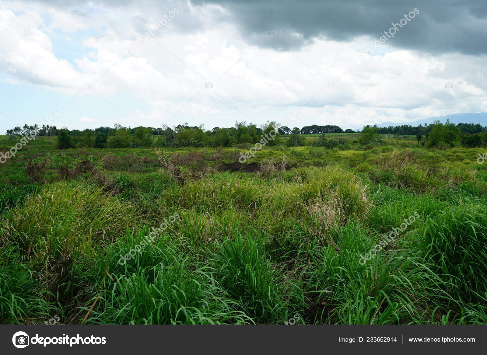 Amazing Nature Landscape Greenery Trees Stock Photo by ...