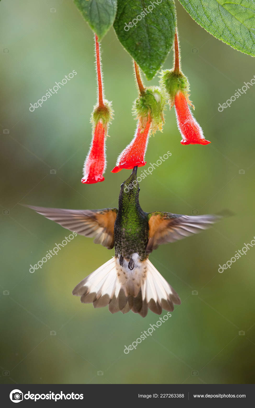 Colibrí Está Flotando Bebiendo Néctar Hermosa Flor Roja Selva Tropical ...