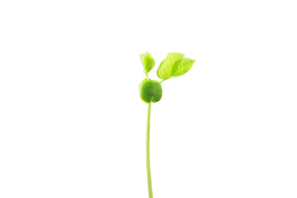 Seedling on white background Stock Photos, Royalty Free Seedling on ...