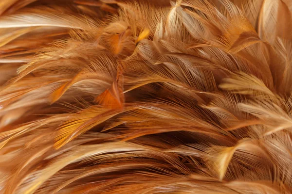 Brown feather color Stock Photos, Royalty Free Brown feather color ...