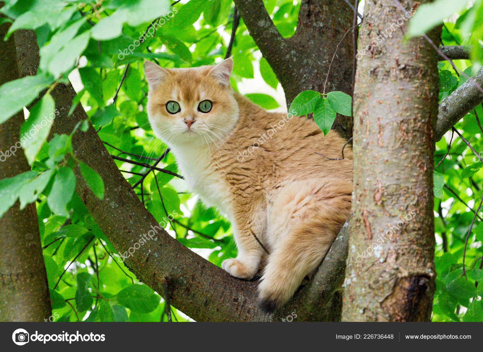 Golden Cat With Green Eyes
