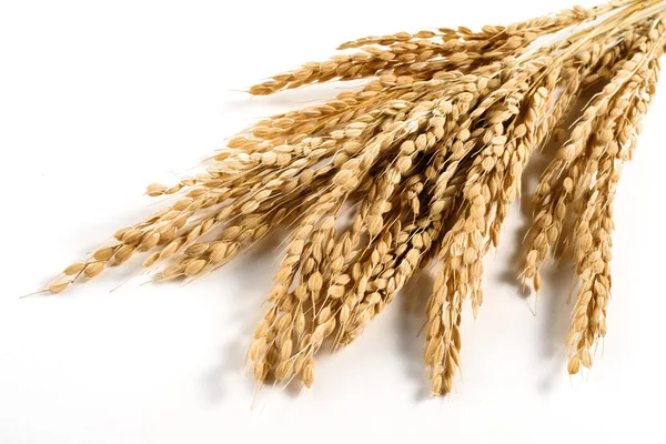 Rice ears Stock Photos, Royalty Free Rice ears Images | Depositphotos®