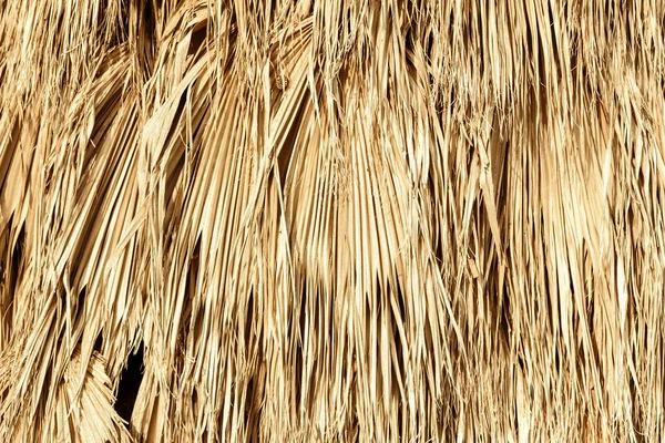 Dried Palm Straw Natural Texture Stock Photo by ©estudiosaavedra 230853112