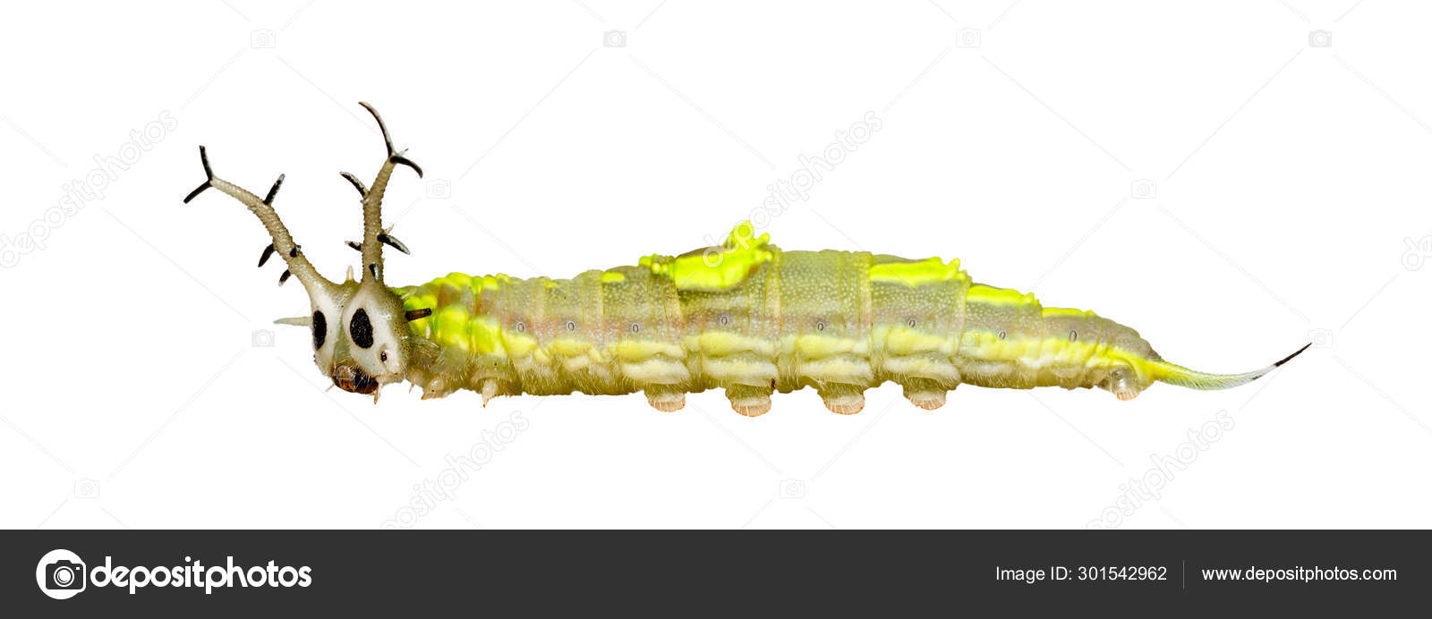 Isolated caterpillar of common pasha butterly ( Herona marathus Stock ...