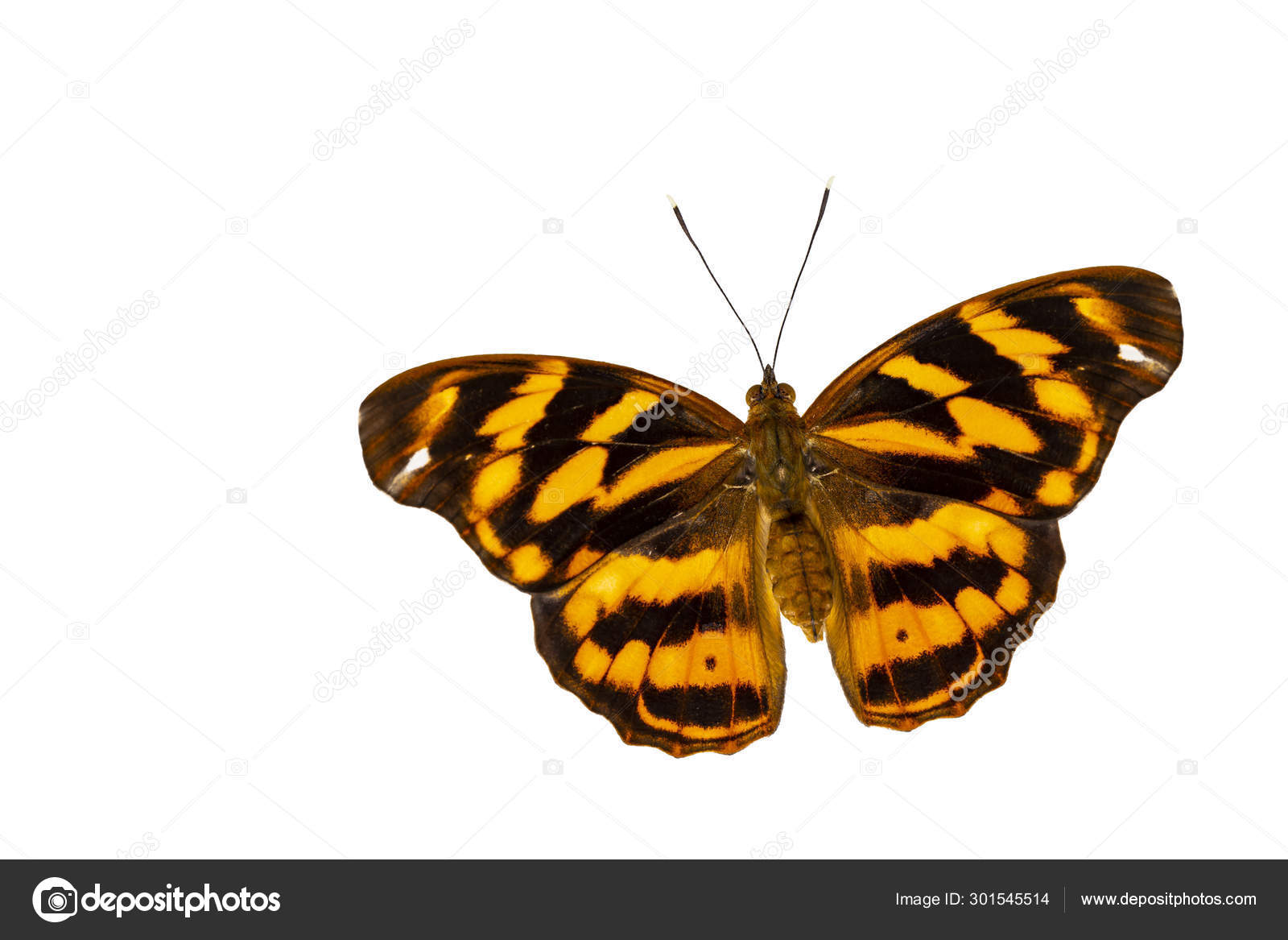 Isolated common pasha butterly ( Herona marathus ) in dorsal vie ...
