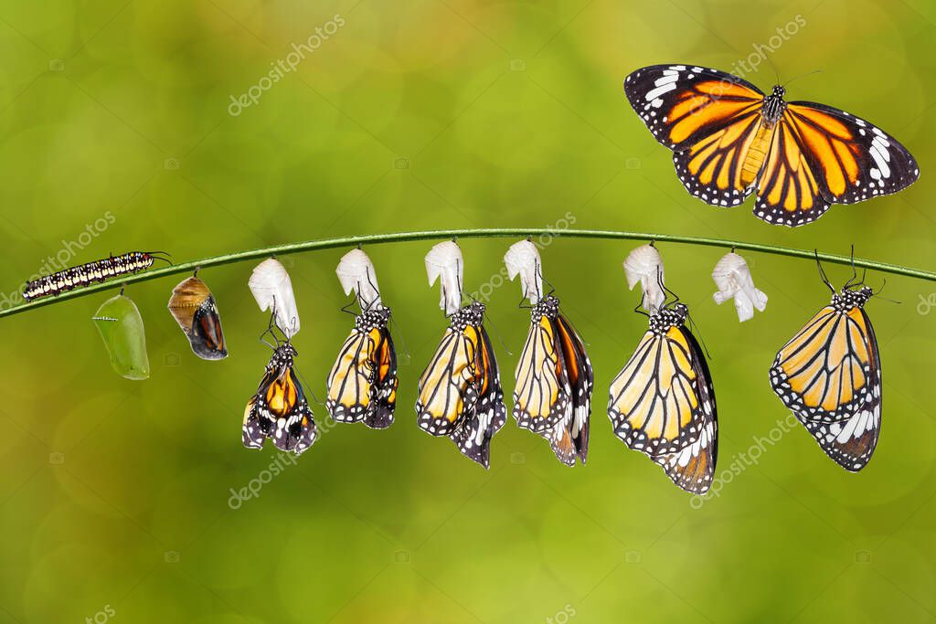 Transformación de la mariposa tigre común (Danaus genutia) nd pupa ...