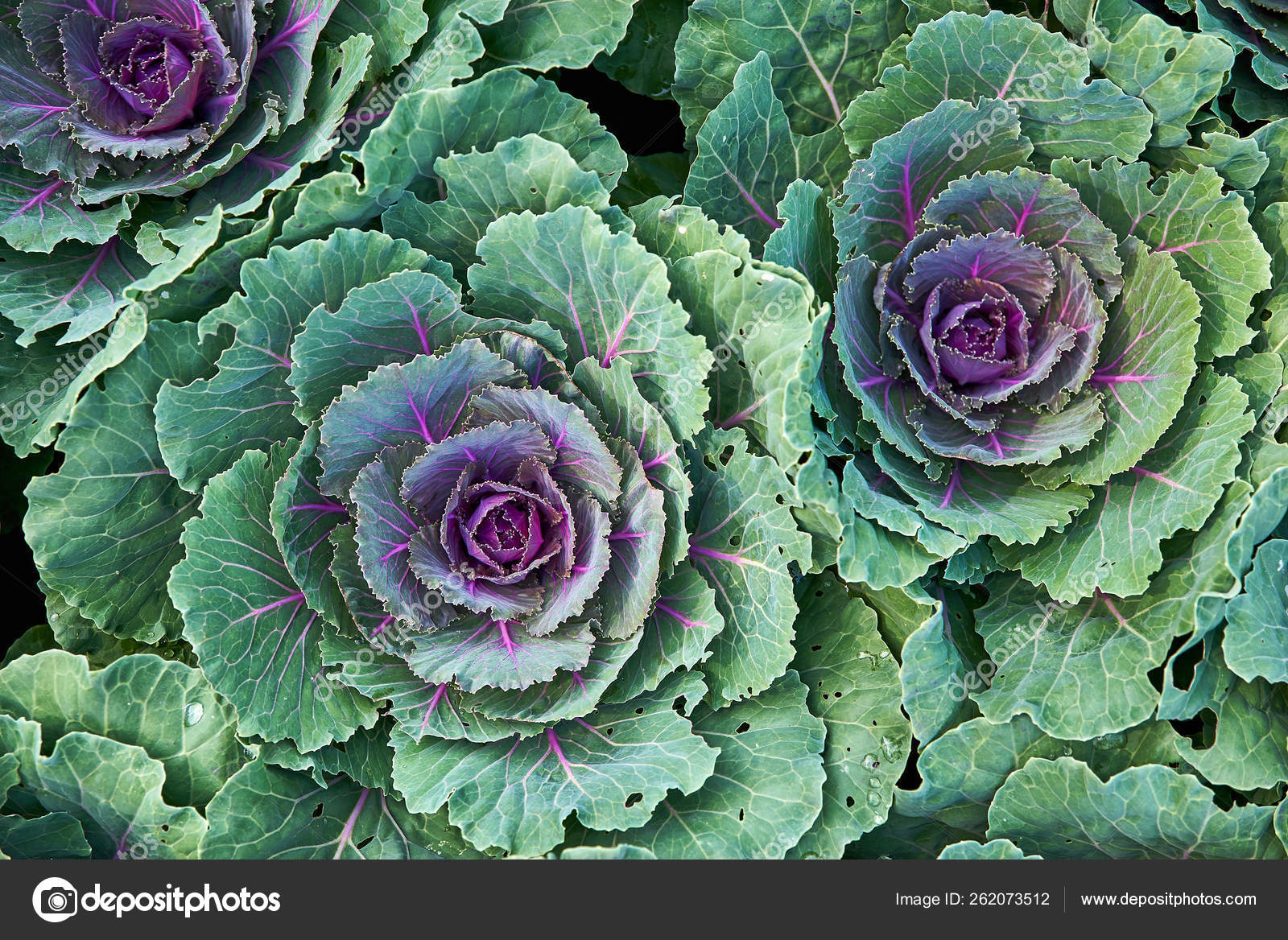 Cabbage Red Express Organic farm in a Vegetable in Montreal, Canada ...