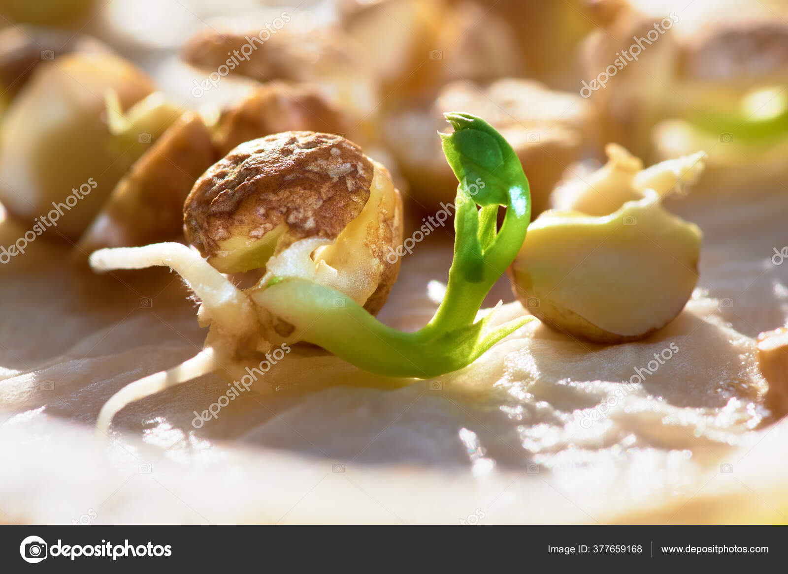 Bean Sprouts Home Plantation Growing Seedlings Green Background Young ...