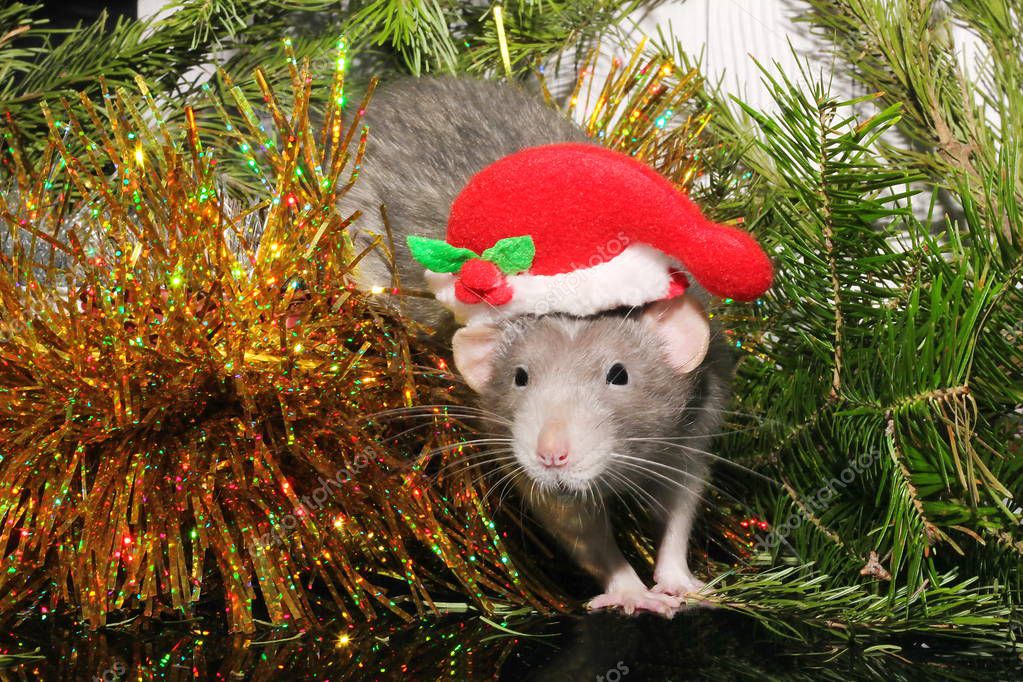 Rata gris de Navidad en el fondo de un árbol de Navidad natural ...