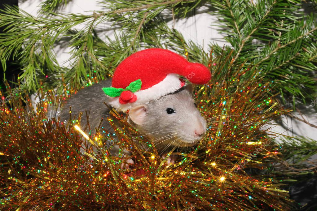 Rata gris de Navidad en el fondo de un árbol de Navidad natural ...