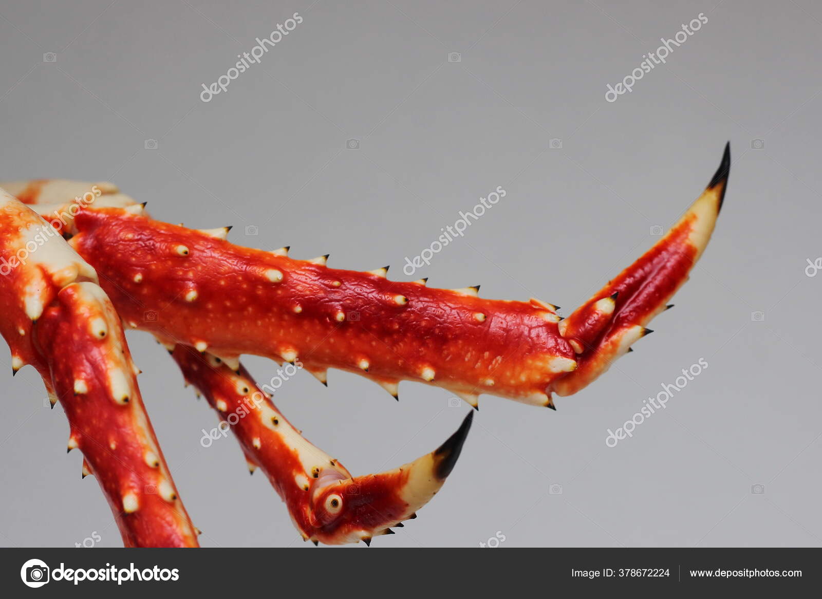 Crab Legs Part Crab Boiled Crab Delicious Seafood — Stock Photo ...