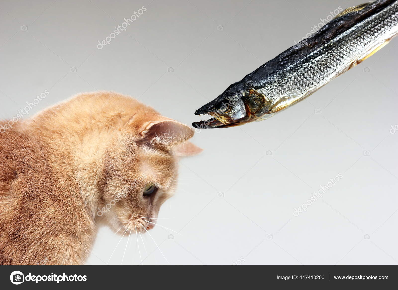 Cats Eating Fish