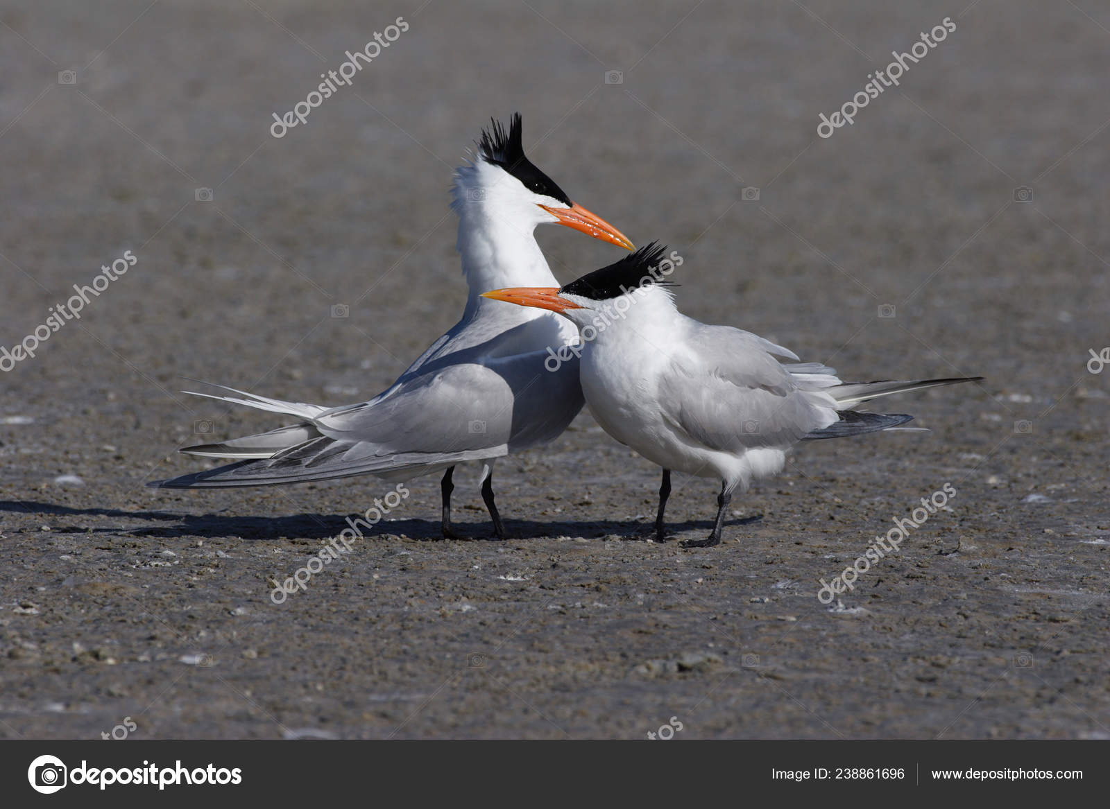 Royal Terns in Fort De Soto State Park, Florida. — Stock Photo ...