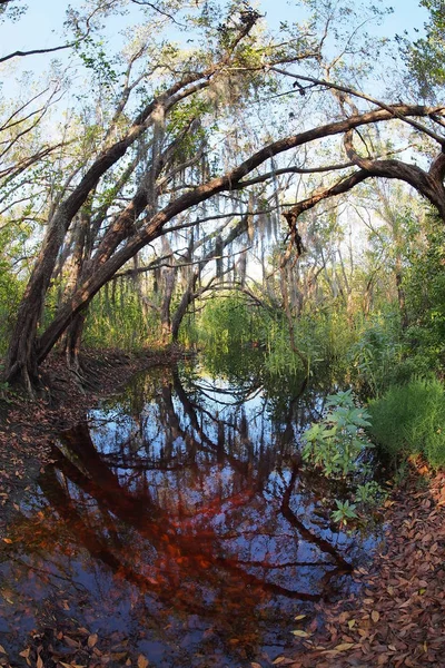 Everglades structures Stock Photos, Royalty Free Everglades structures ...