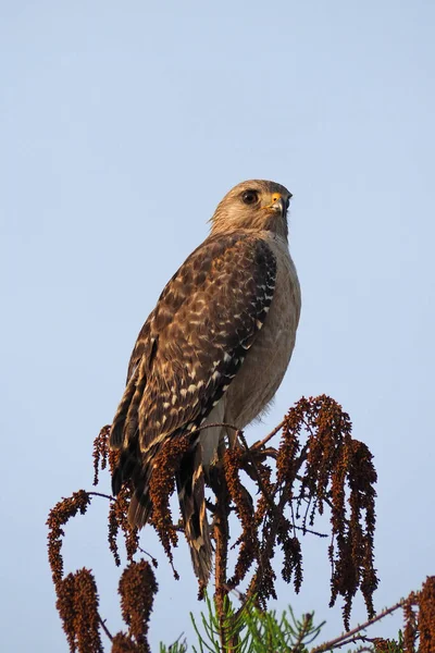 Red-shouldered Hawk in Everglades National Park. - Stock Image - Everypixel